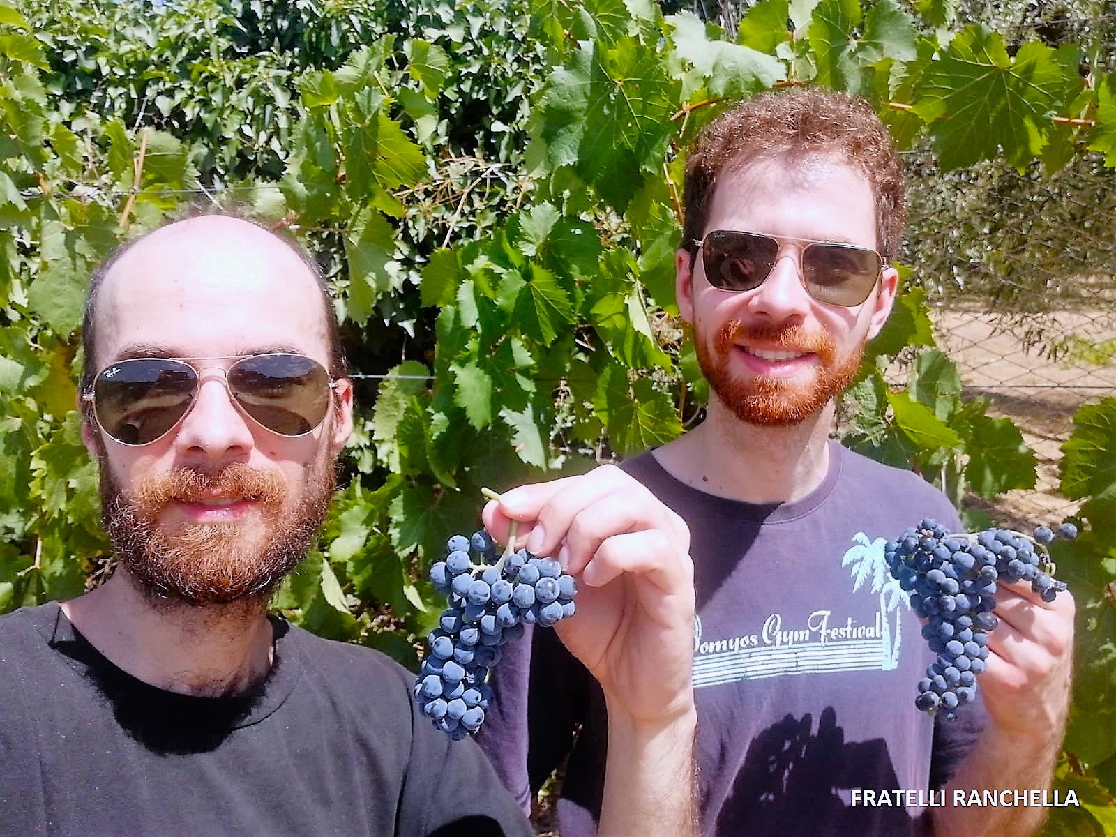 UN NUOVO VITIGNO PIWI, IL RANCHELLA N. - UNA NUOVA AGRICOLTURA A ZERO ...